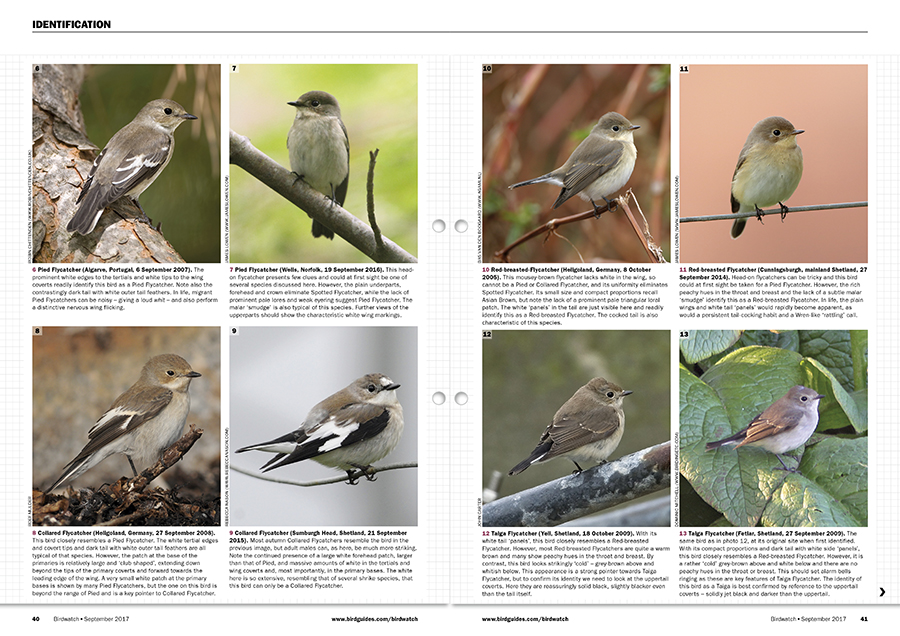 Migration, identification, tropical birding and more - BirdGuides