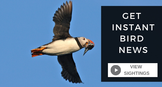 Rare bird news from the UK's magazine for expert birders - BirdGuides
