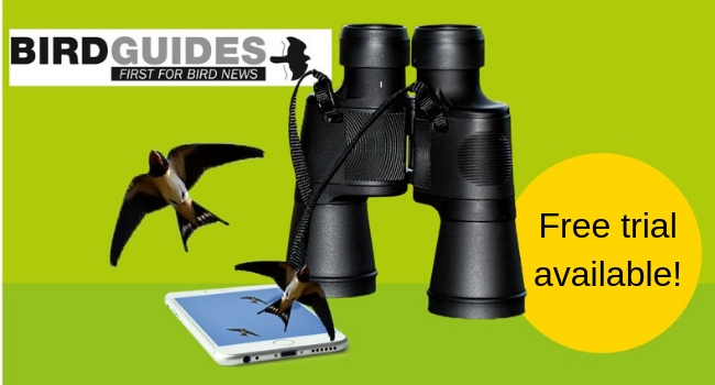 Rare bird news from the UK's magazine for expert birders - BirdGuides