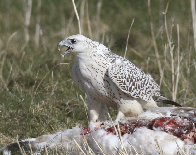 Details : Gyr Falcon - BirdGuides
