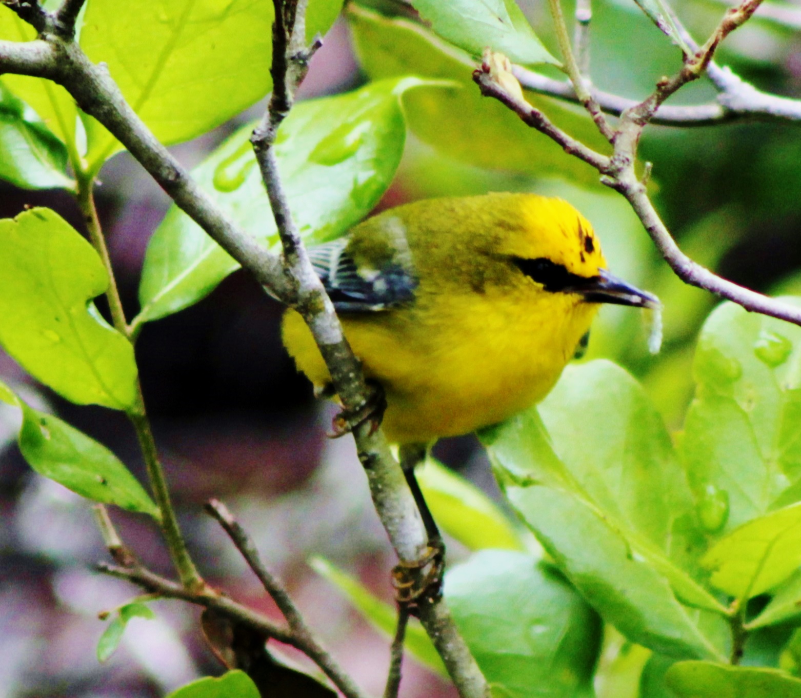 Details : Blue-winged Warbler - BirdGuides