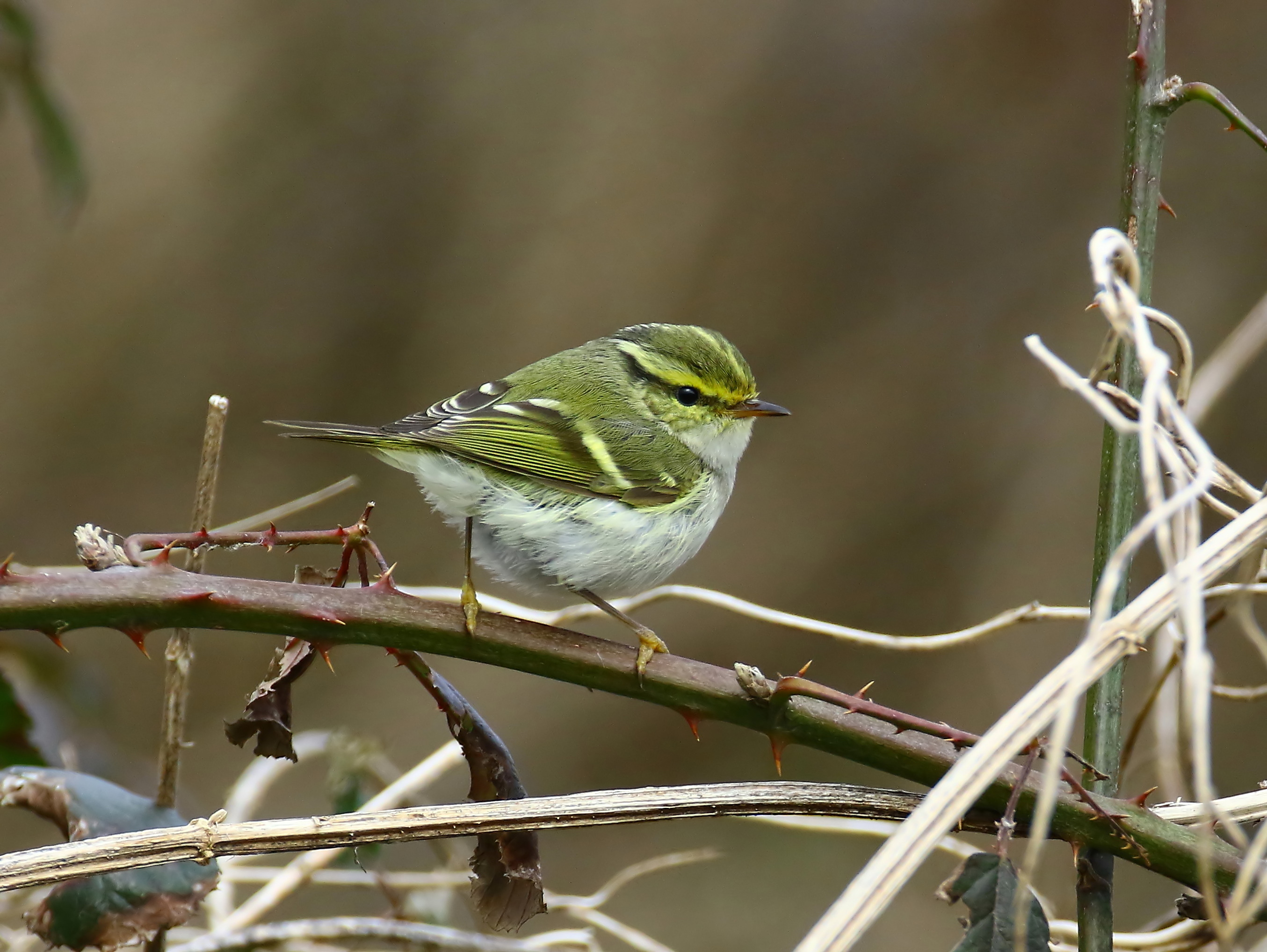 Details : Pallas's Warbler - BirdGuides