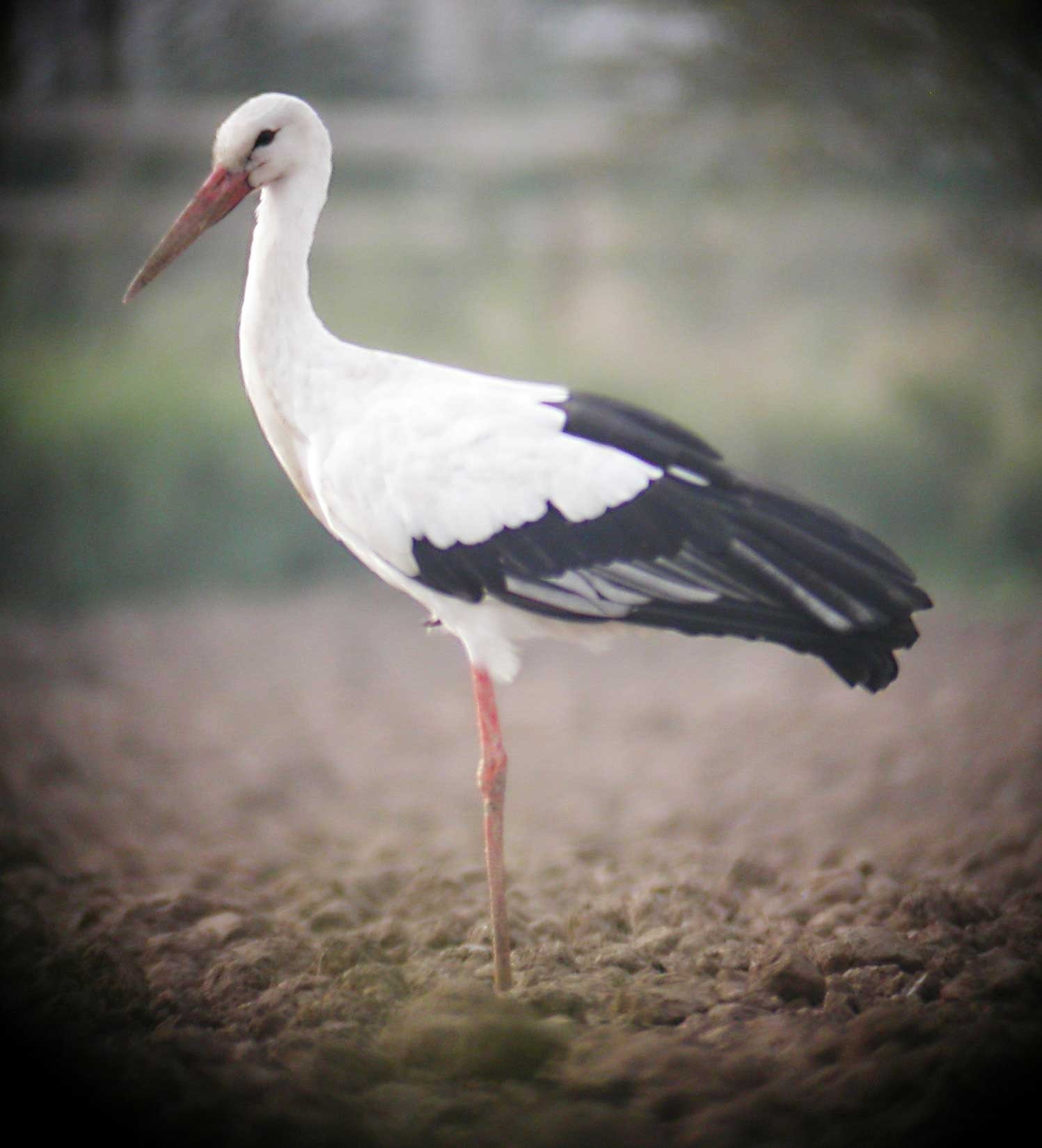 Details : White Stork - BirdGuides
