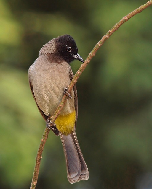 Details : Yellow-vented Bulbul - BirdGuides