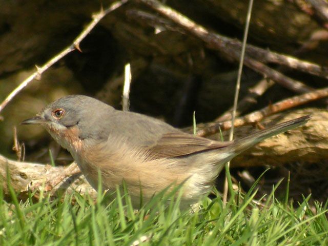 Details : Western Subalpine Warbler - BirdGuides