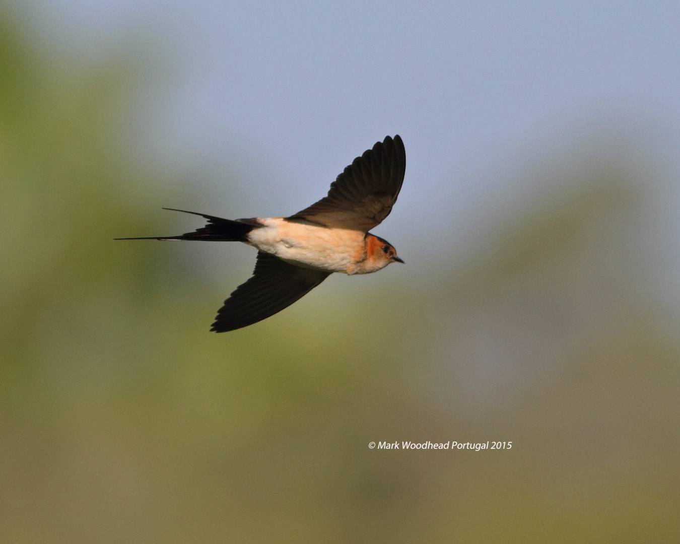 Red-rumped Swallow by Mark Woodhead - BirdGuides