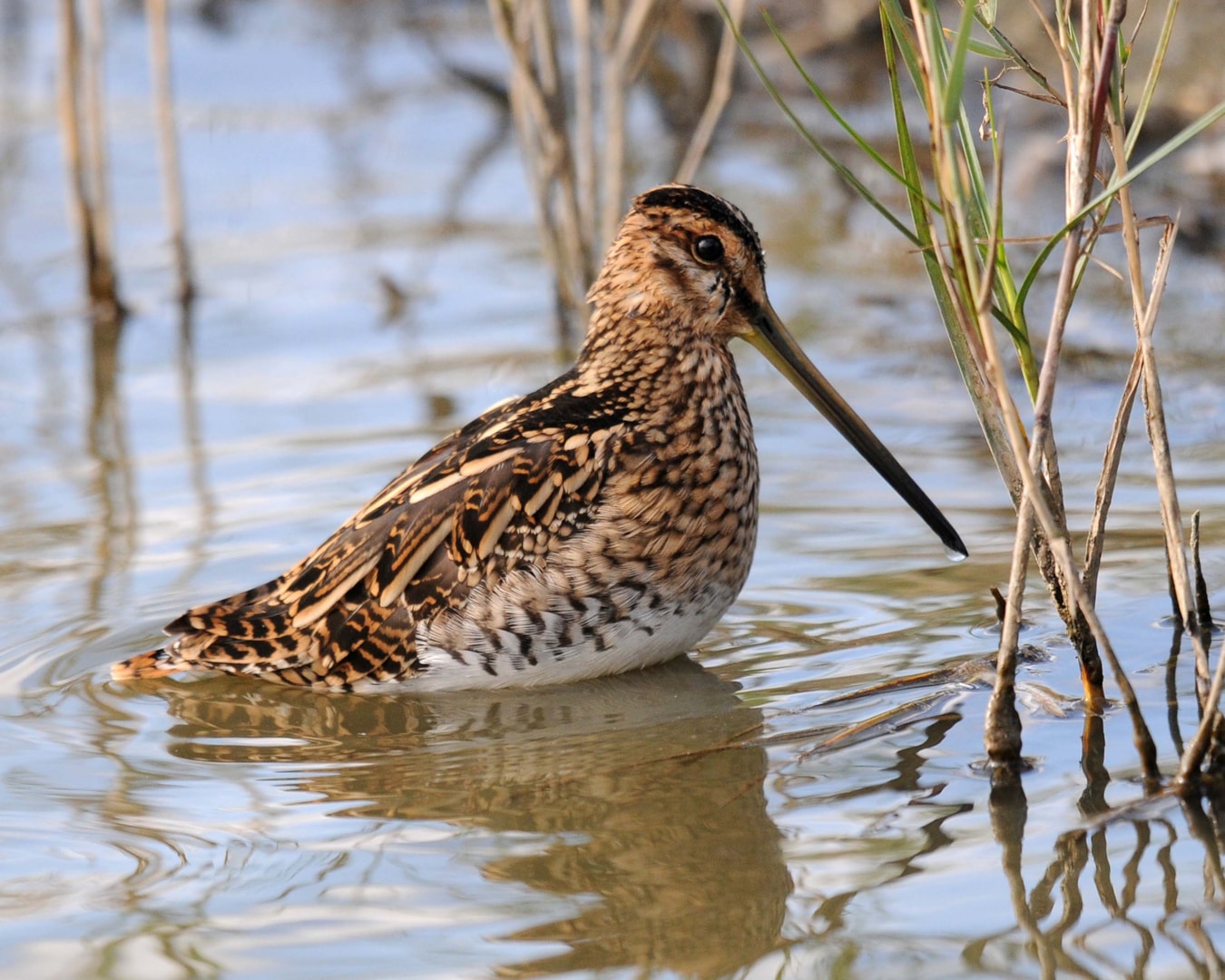 Common Snipe by Nick Appleton - BirdGuides