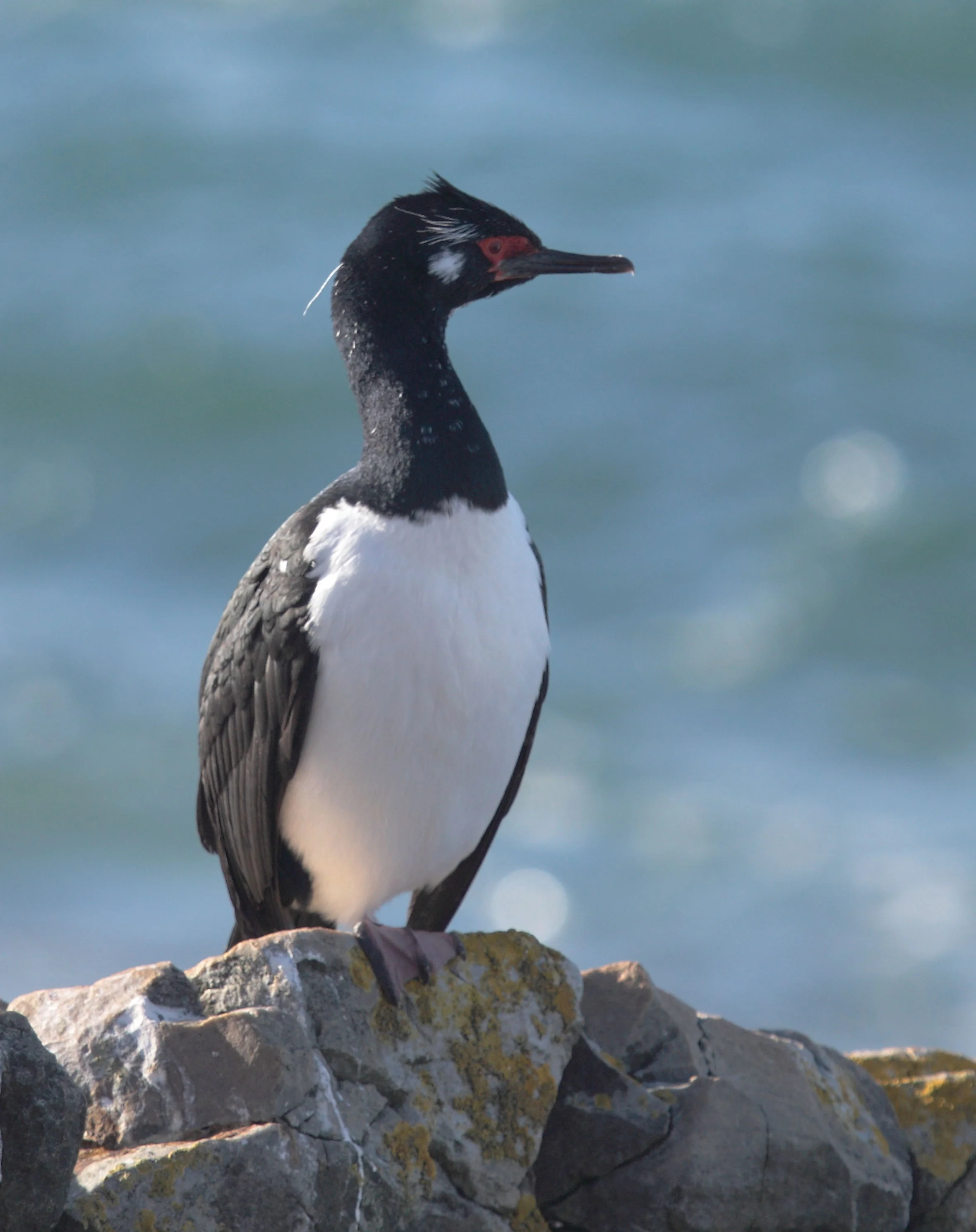 Details : Rock Shag - BirdGuides