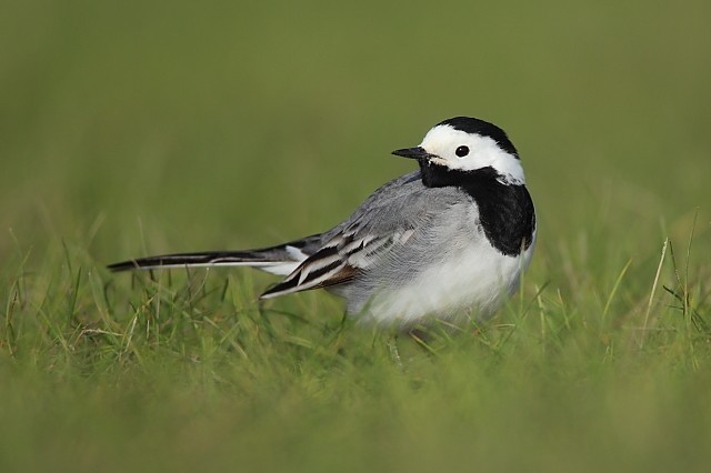 Details : White Wagtail - BirdGuides