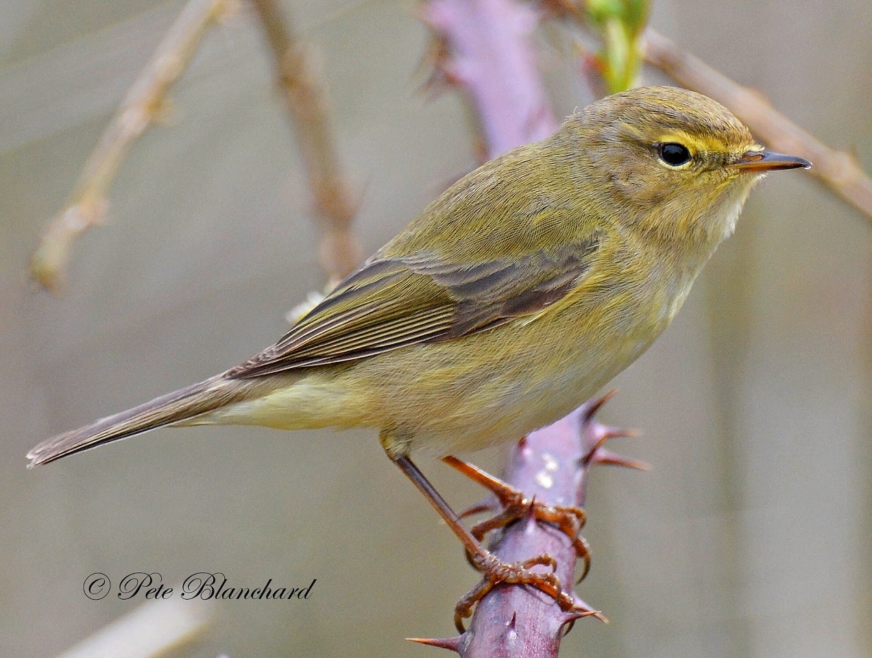 Common Chiffchaff by Pete Blanchard - BirdGuides