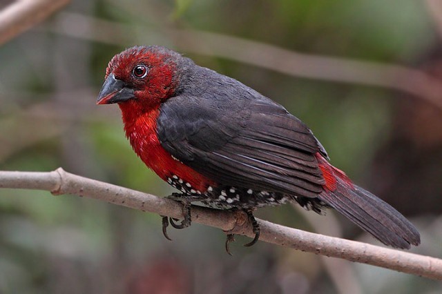 Details : Western Bluebill - BirdGuides