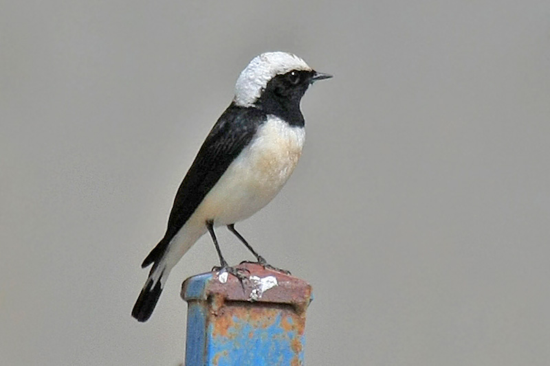 Details : Cyprus Wheatear - BirdGuides
