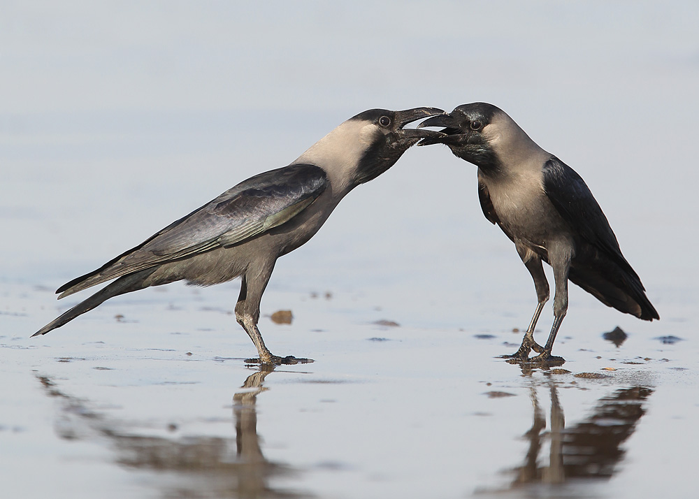 Kenya to poison one million House Crows - BirdGuides