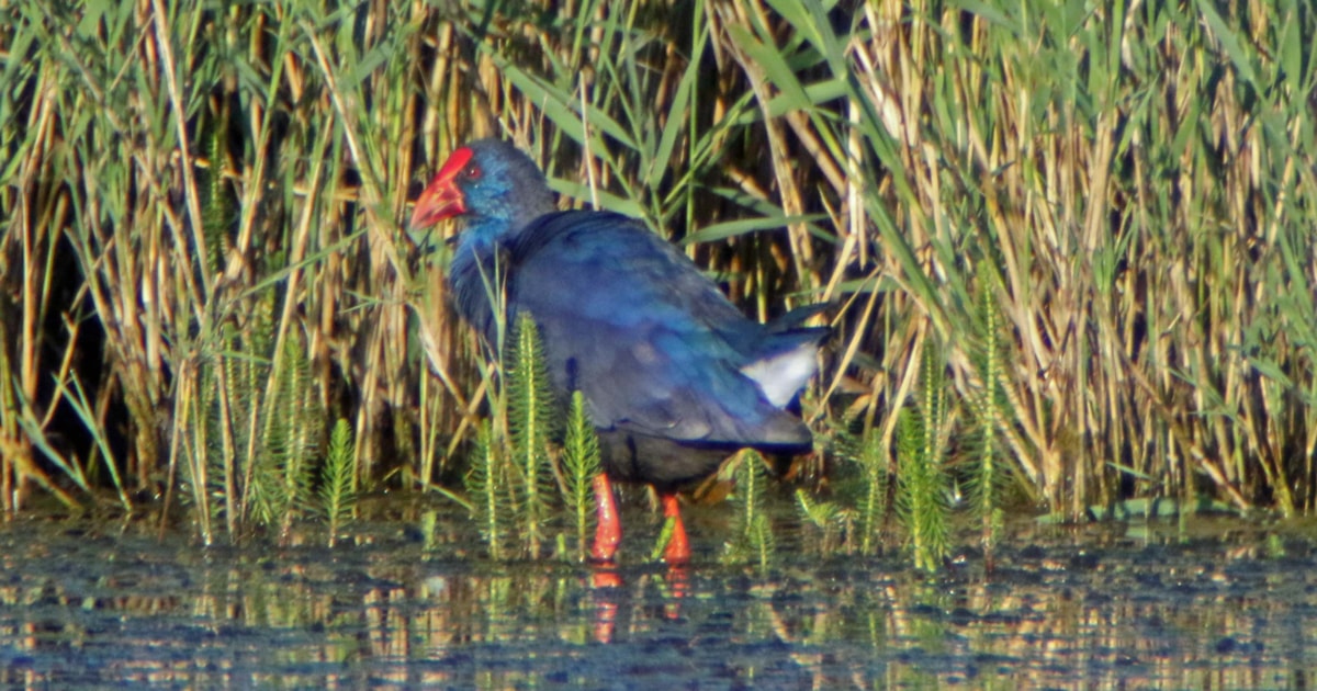 Western Swamphen in Suffolk – a new British bird? - BirdGuides