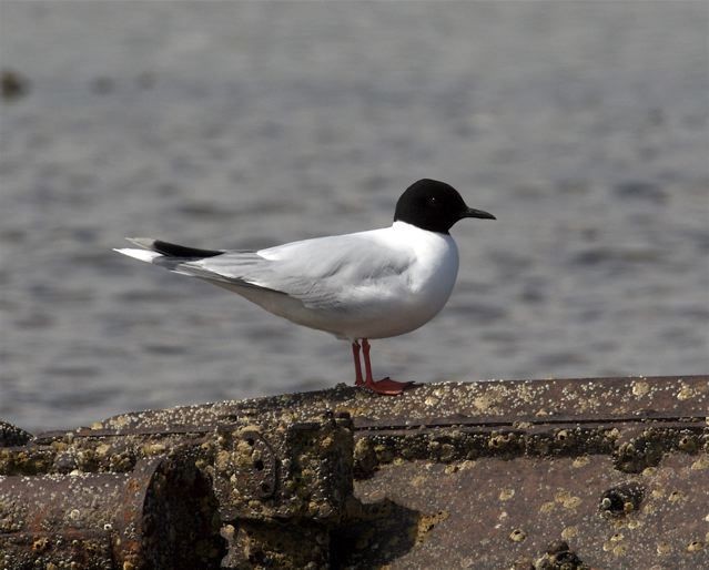 Details : Little Gull - BirdGuides