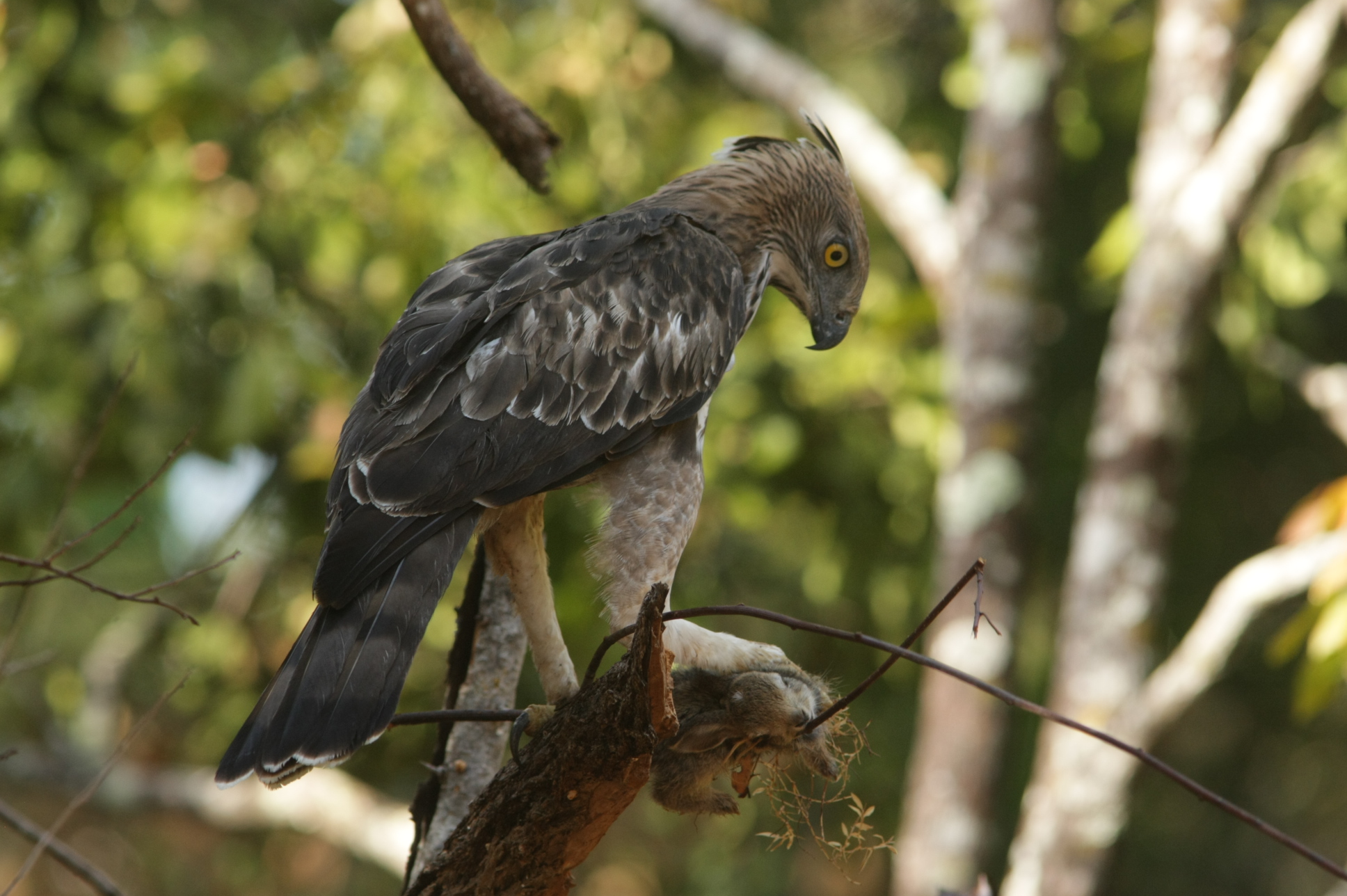 Details : Legge's Hawk-Eagle - BirdGuides
