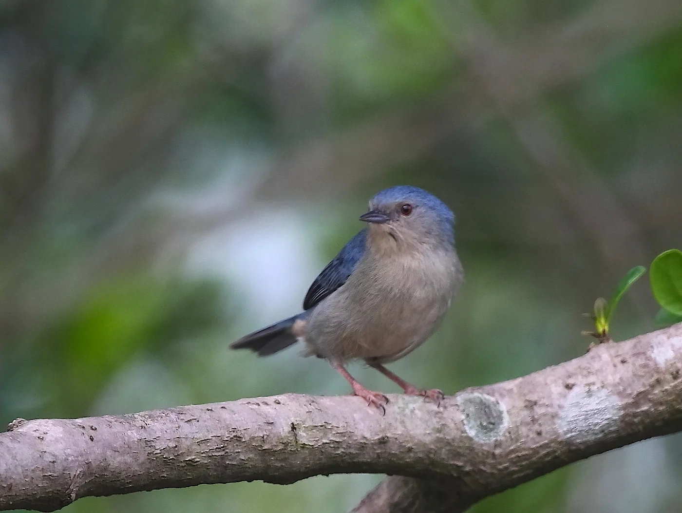 Details : Bicoloured Conebill - BirdGuides