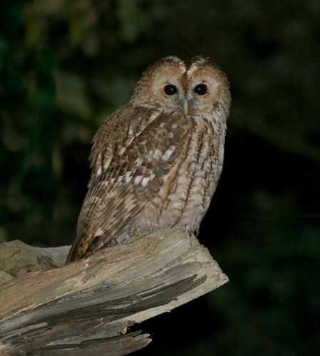 Details : Tawny Owl - BirdGuides