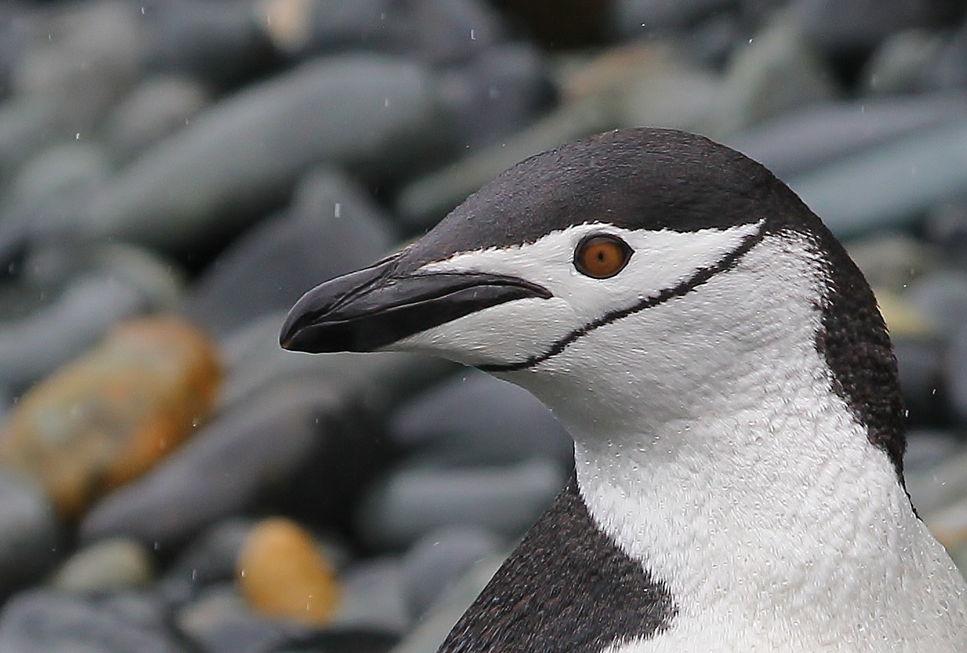 Details : Chinstrap Penguin - BirdGuides