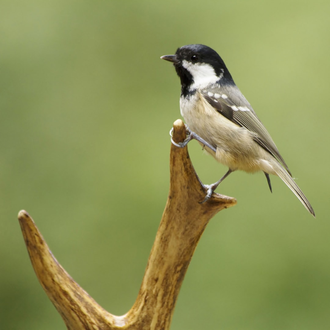 Coal Tit by Clive Daelman - BirdGuides