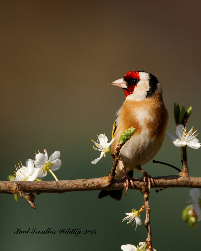 Goldfinch by Paul Scoullar - BirdGuides
