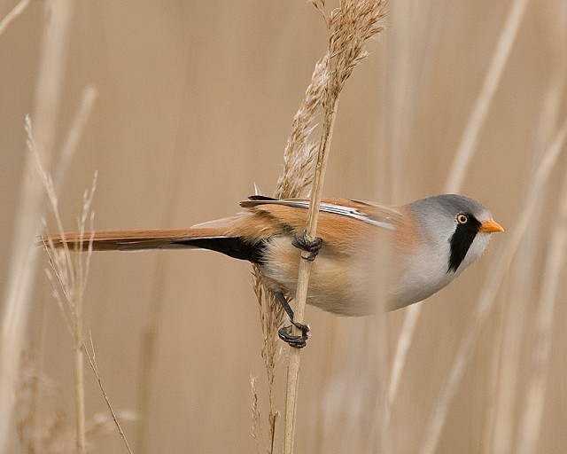 Details : Bearded Tit - BirdGuides