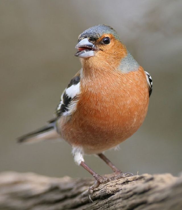 Details : Chaffinch - BirdGuides