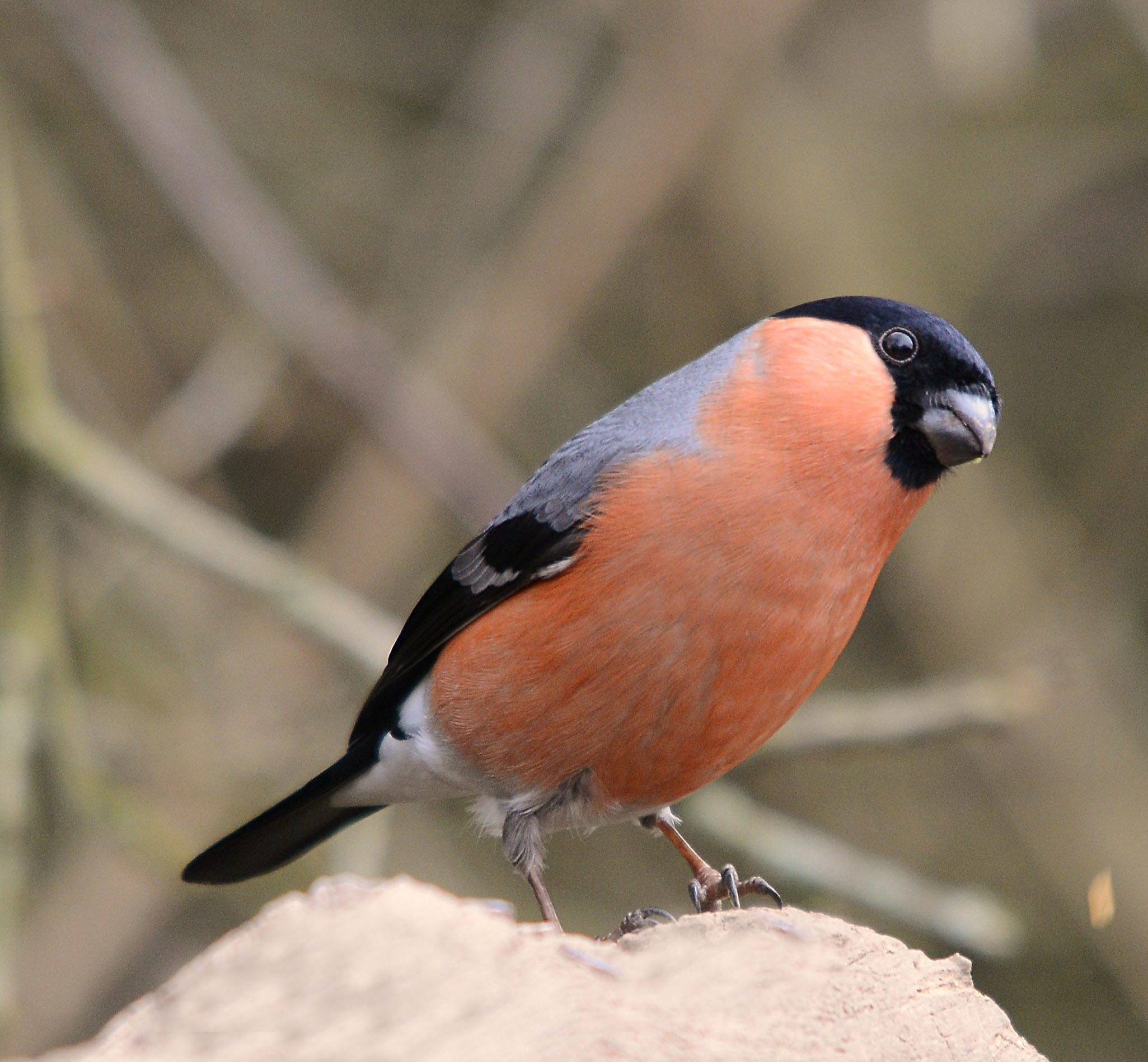 Details : Eurasian Bullfinch - BirdGuides
