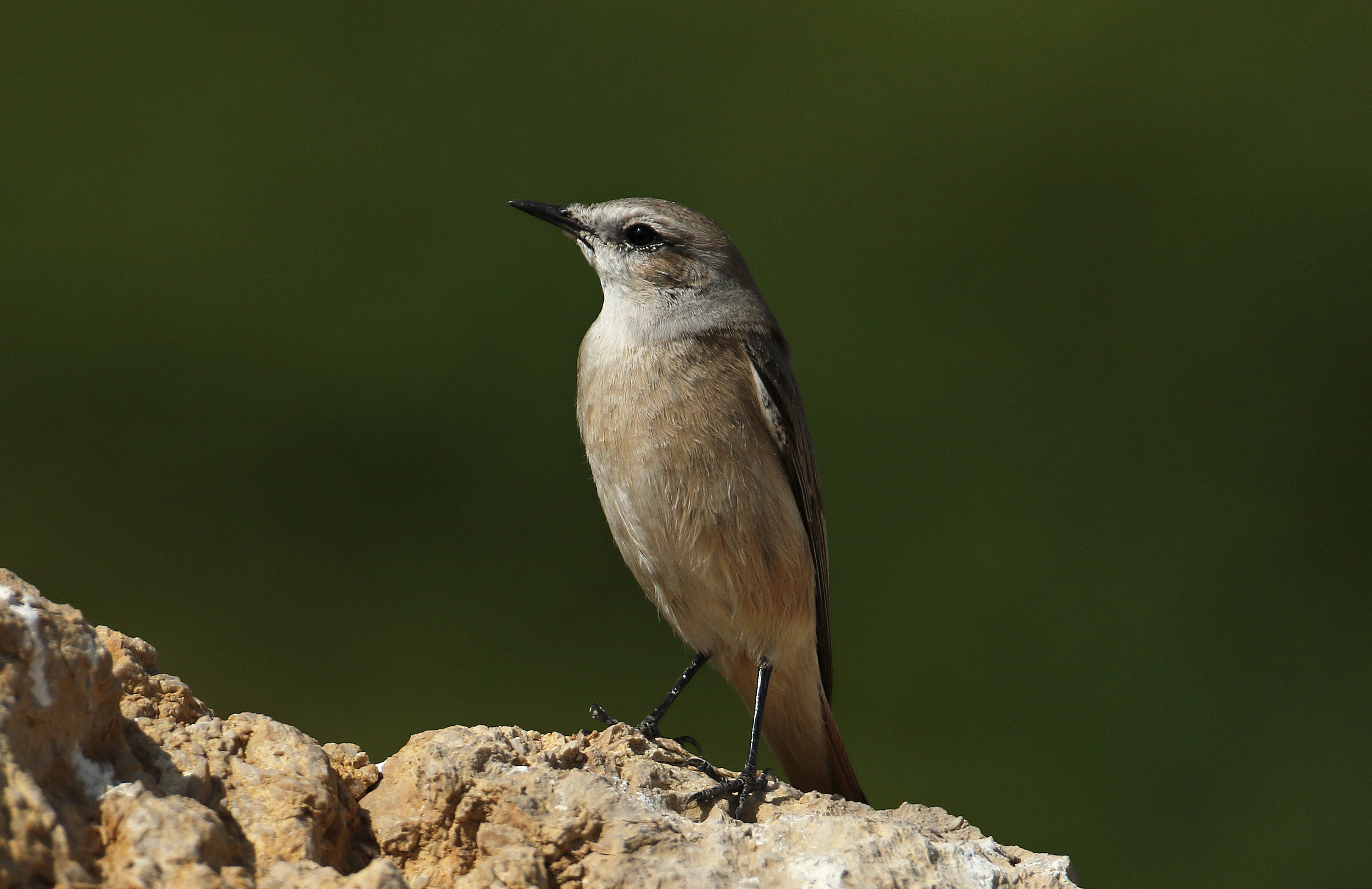Details : Red-tailed Wheatear - BirdGuides