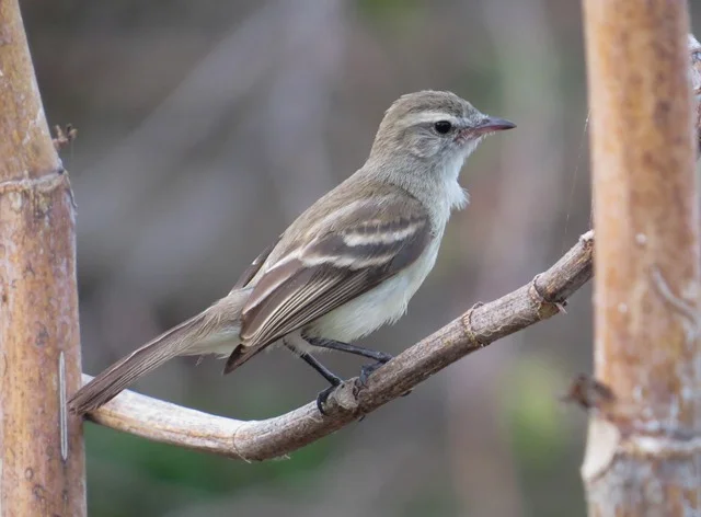 Details : Southern Mouse-coloured Tyrannulet - BirdGuides