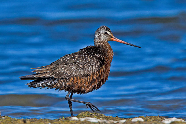 Details : Hudsonian Godwit - BirdGuides