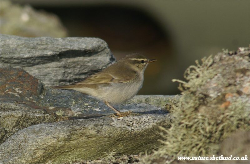 Details : Arctic Warbler - BirdGuides