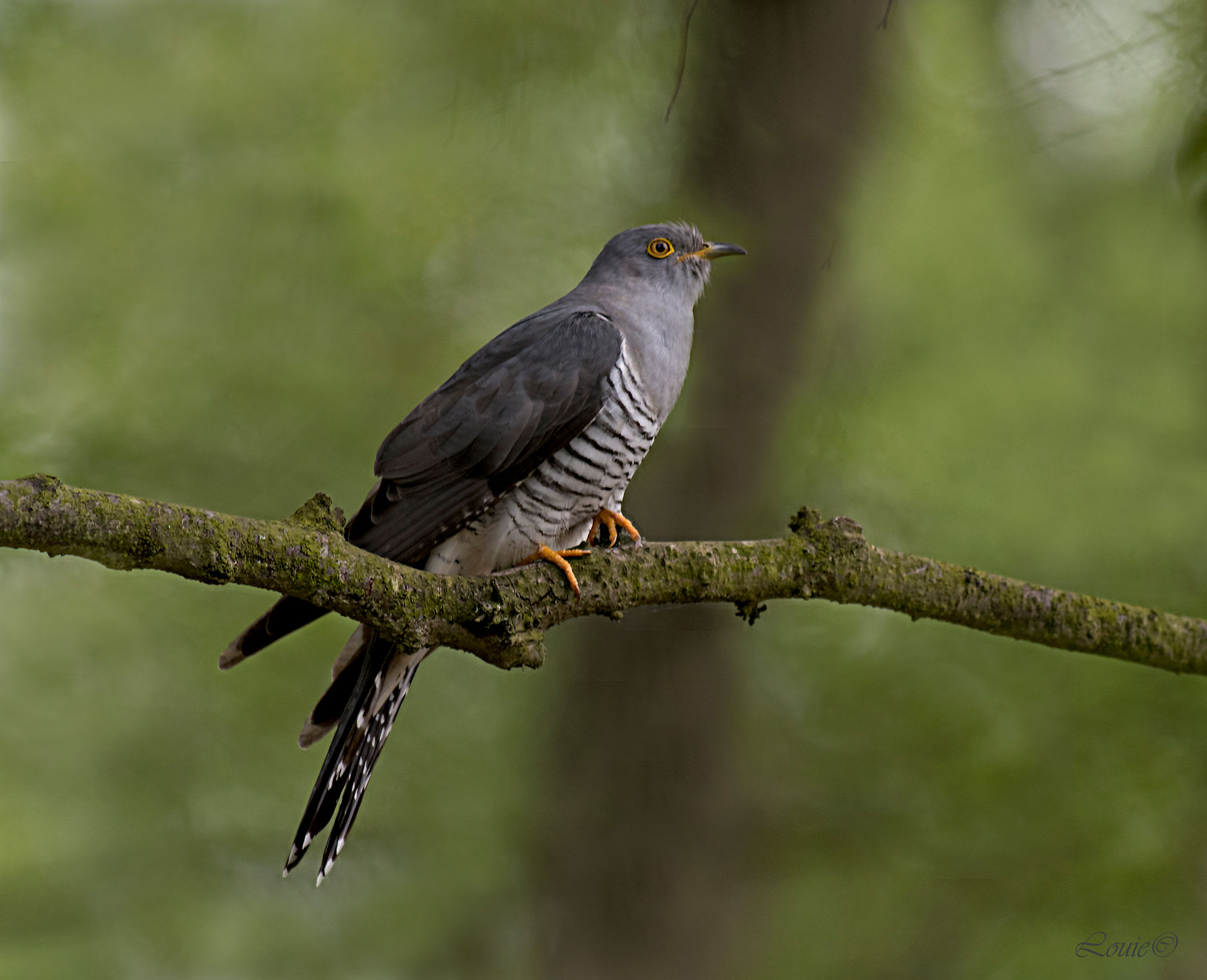 Common Cuckoo by Louie Horleston - BirdGuides