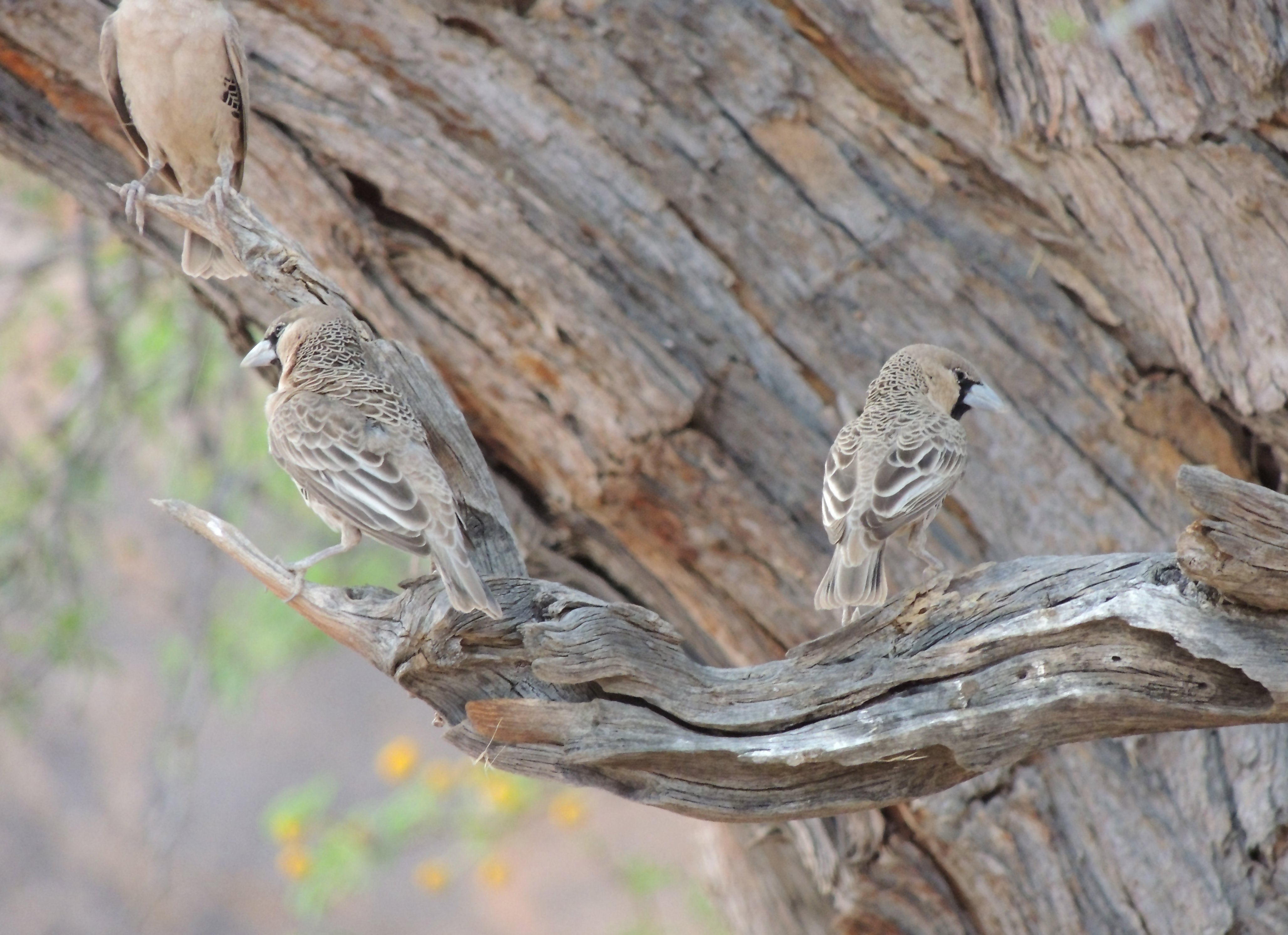 Details : Sociable Weaver - BirdGuides