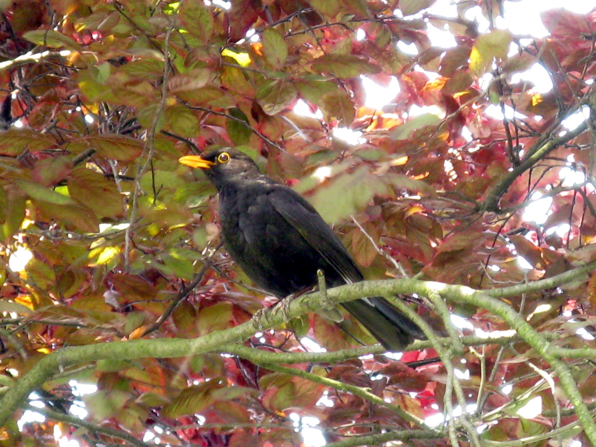 Blackbird by Gerry Ure - BirdGuides
