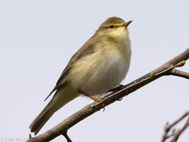 Great Hockham Birdwatching Site - BirdGuides