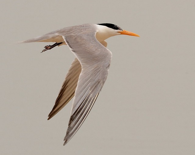 Details : Lesser Crested Tern - BirdGuides