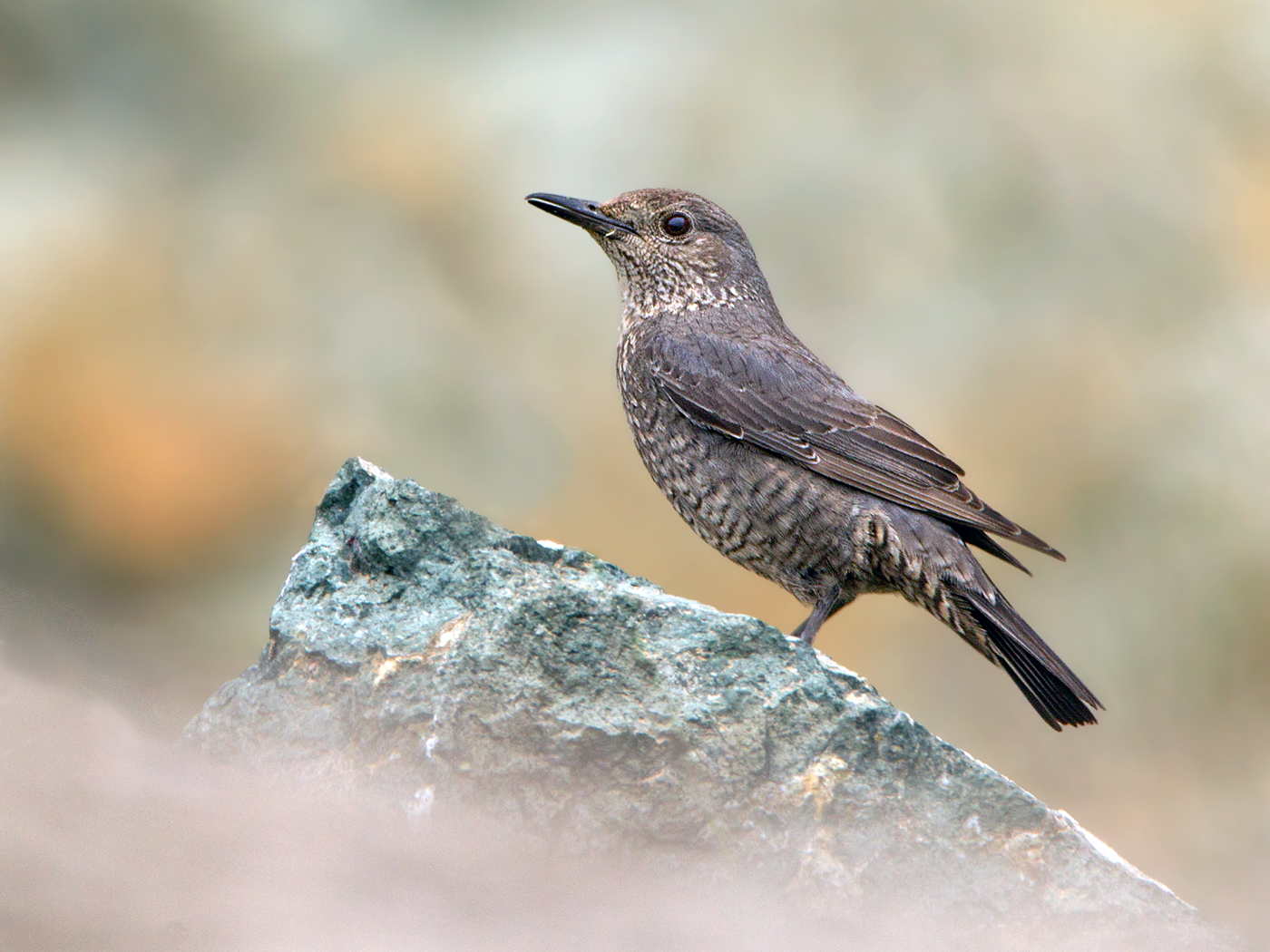Details : Blue Rock Thrush - BirdGuides