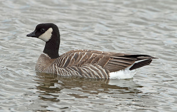 Details : Richardson's Cackling Goose - BirdGuides
