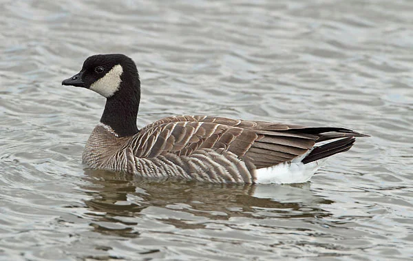 Details : Richardson's Cackling Goose - BirdGuides