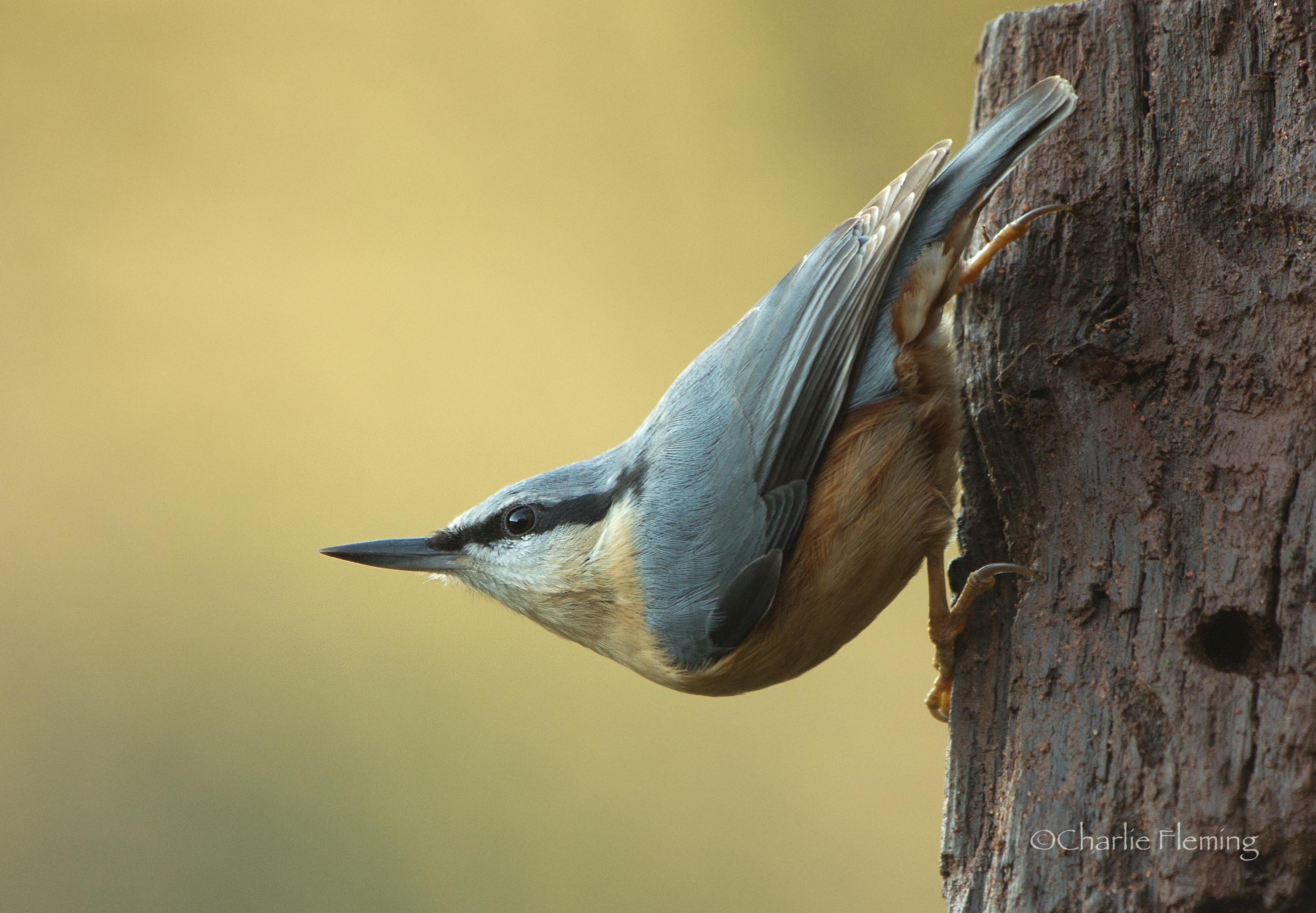 Details : Eurasian Nuthatch - BirdGuides