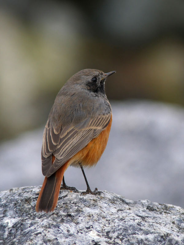 Details : Eastern Black Redstart - BirdGuides