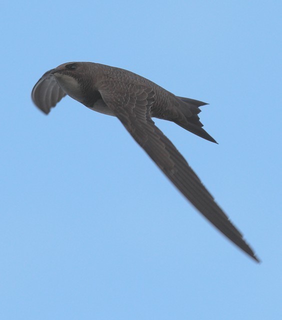 Details : Alpine Swift - BirdGuides