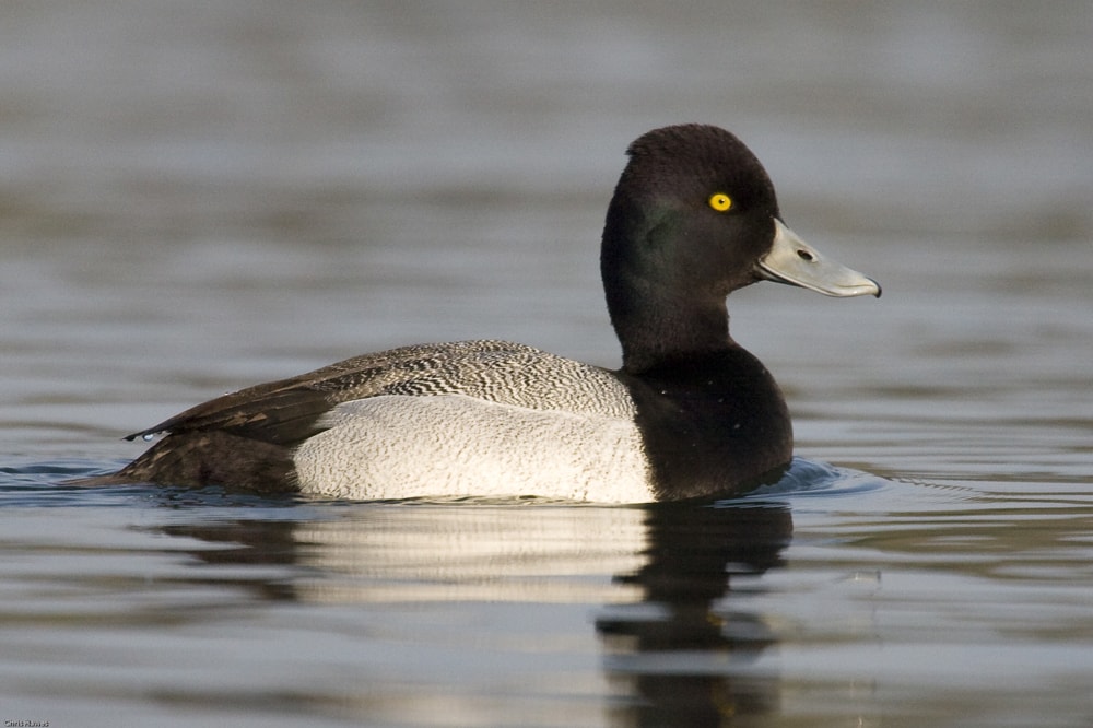 Tufted Duck, Greater Scaup and Lesser Scaup photo ID guide - BirdGuides
