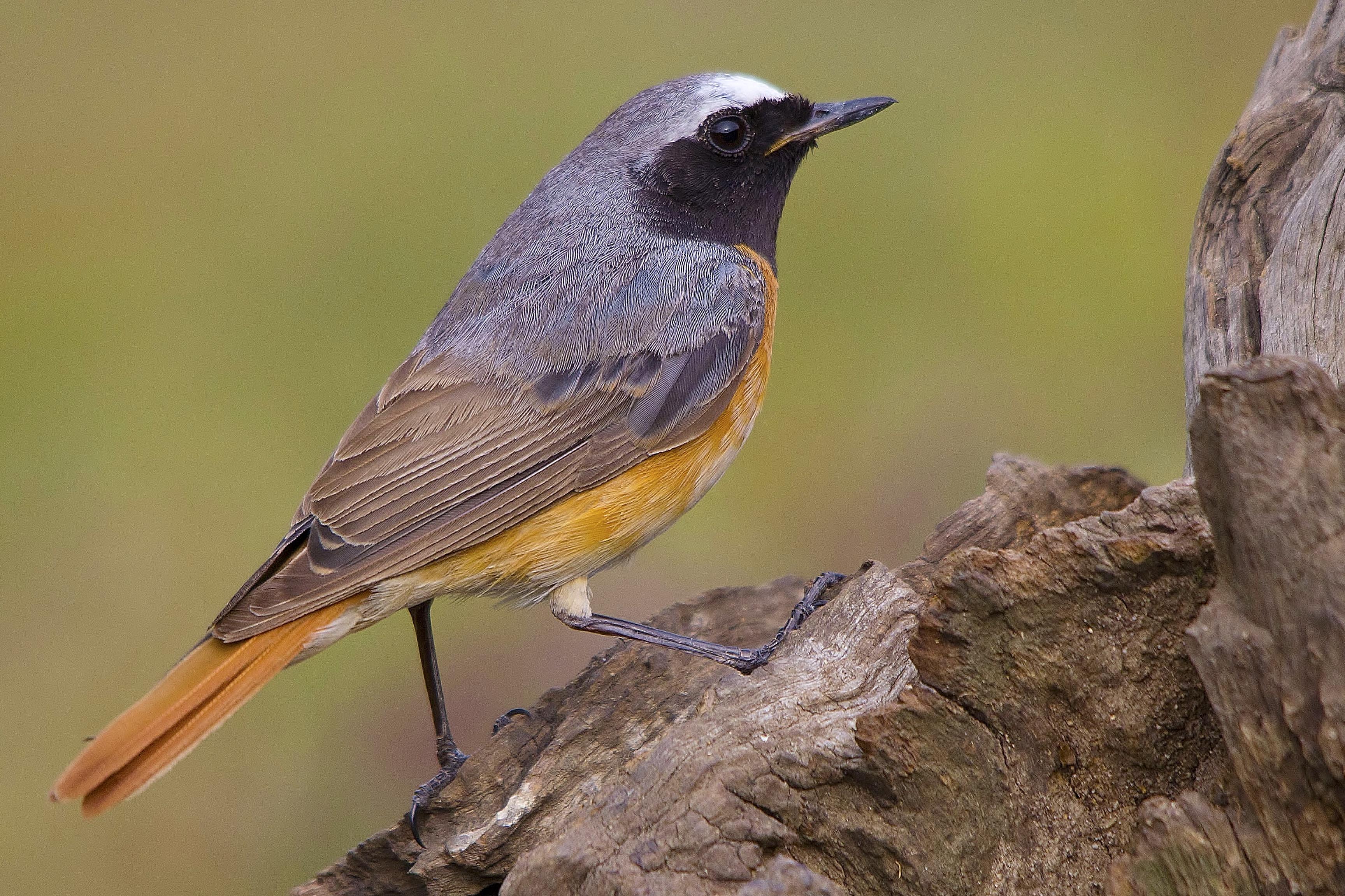 Common Redstart by Mr Clive Daelman - BirdGuides