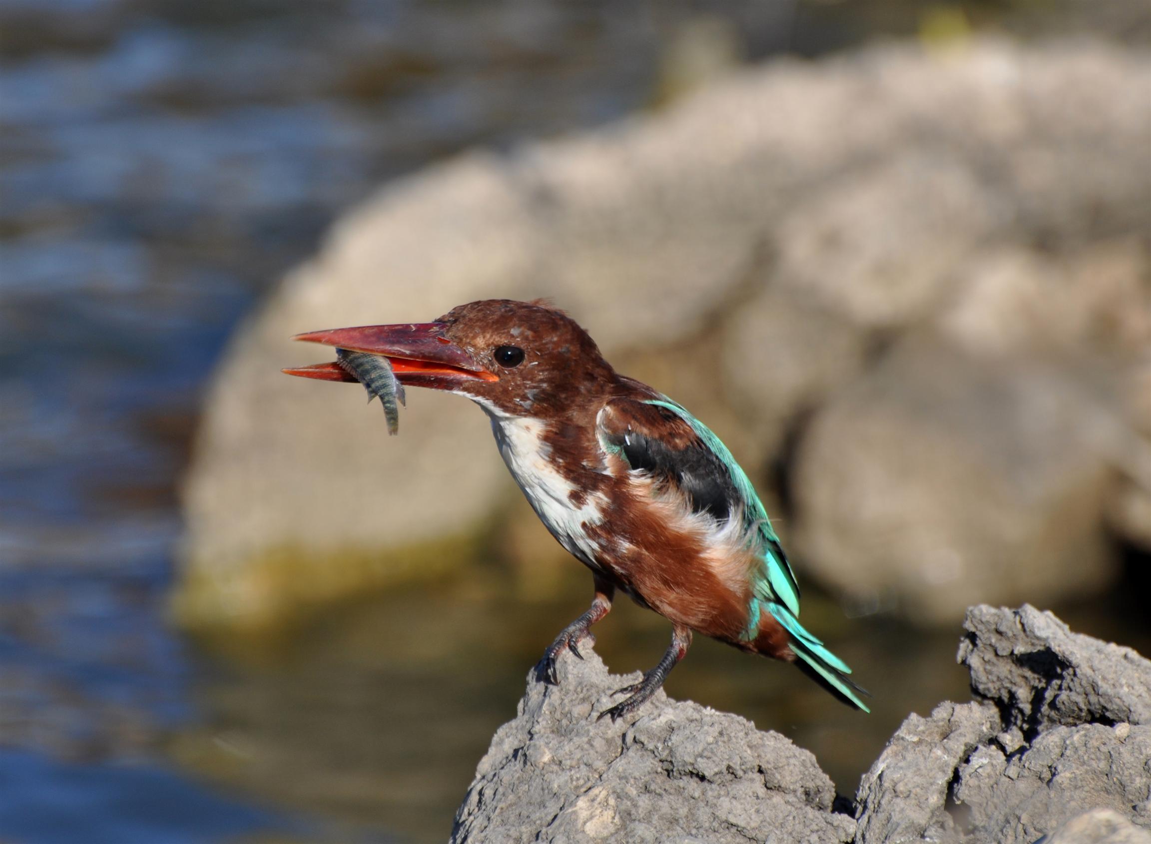 Details : White-throated Kingfisher - BirdGuides