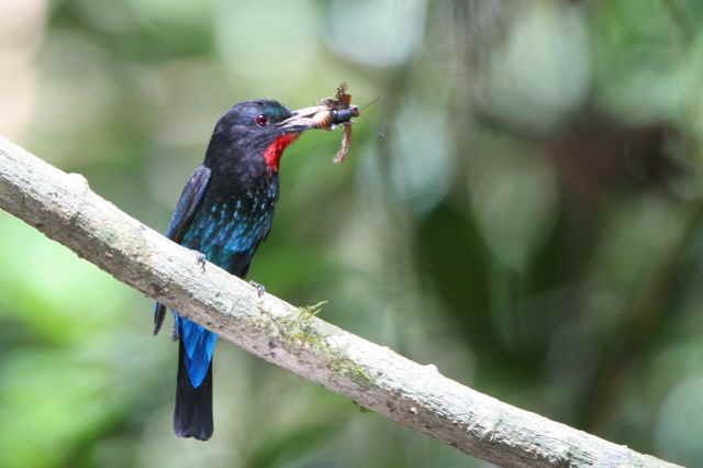 Details : Black Bee-eater - BirdGuides