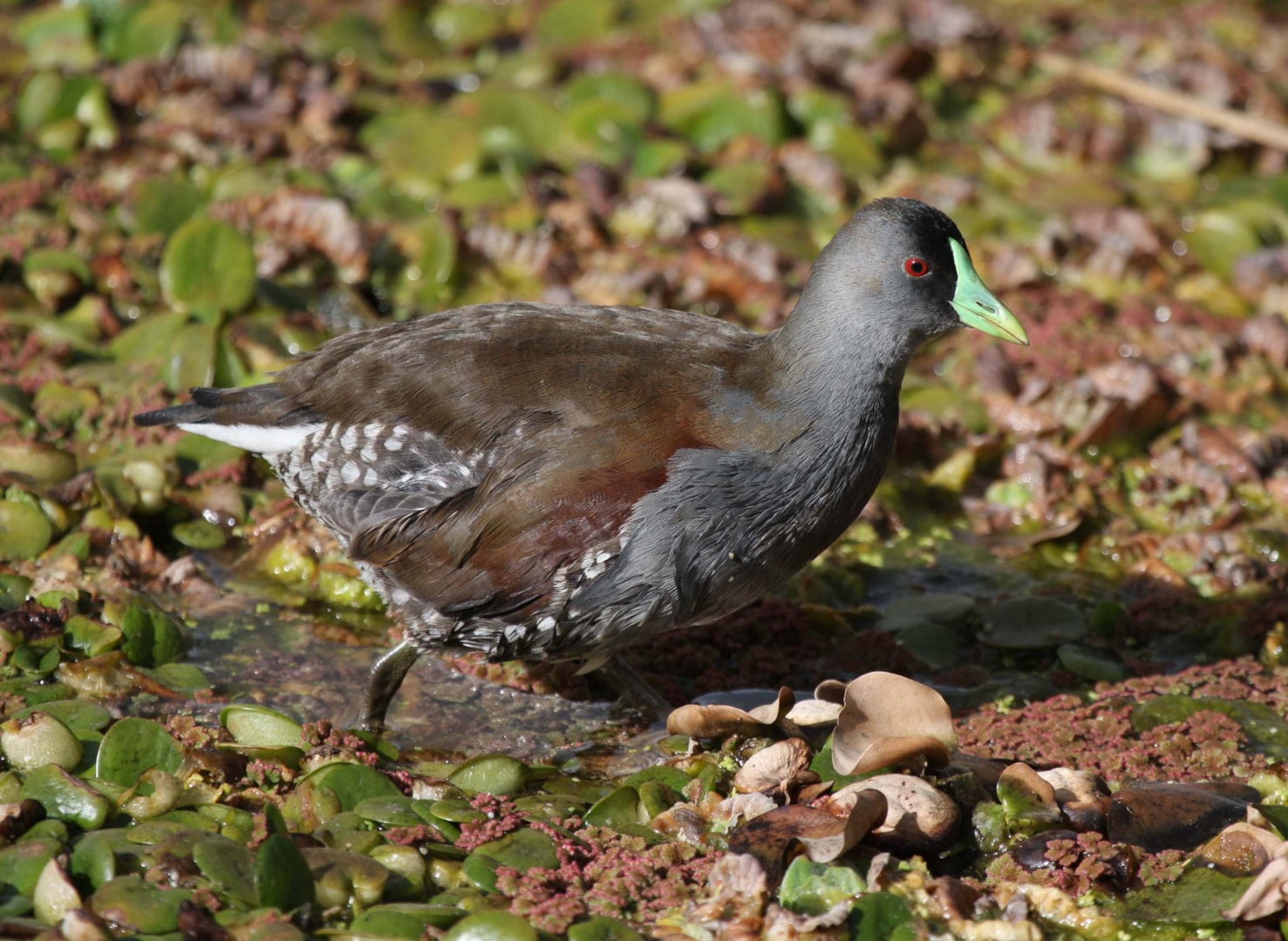 Spot-flanked Gallinule by Peter Gasson - BirdGuides