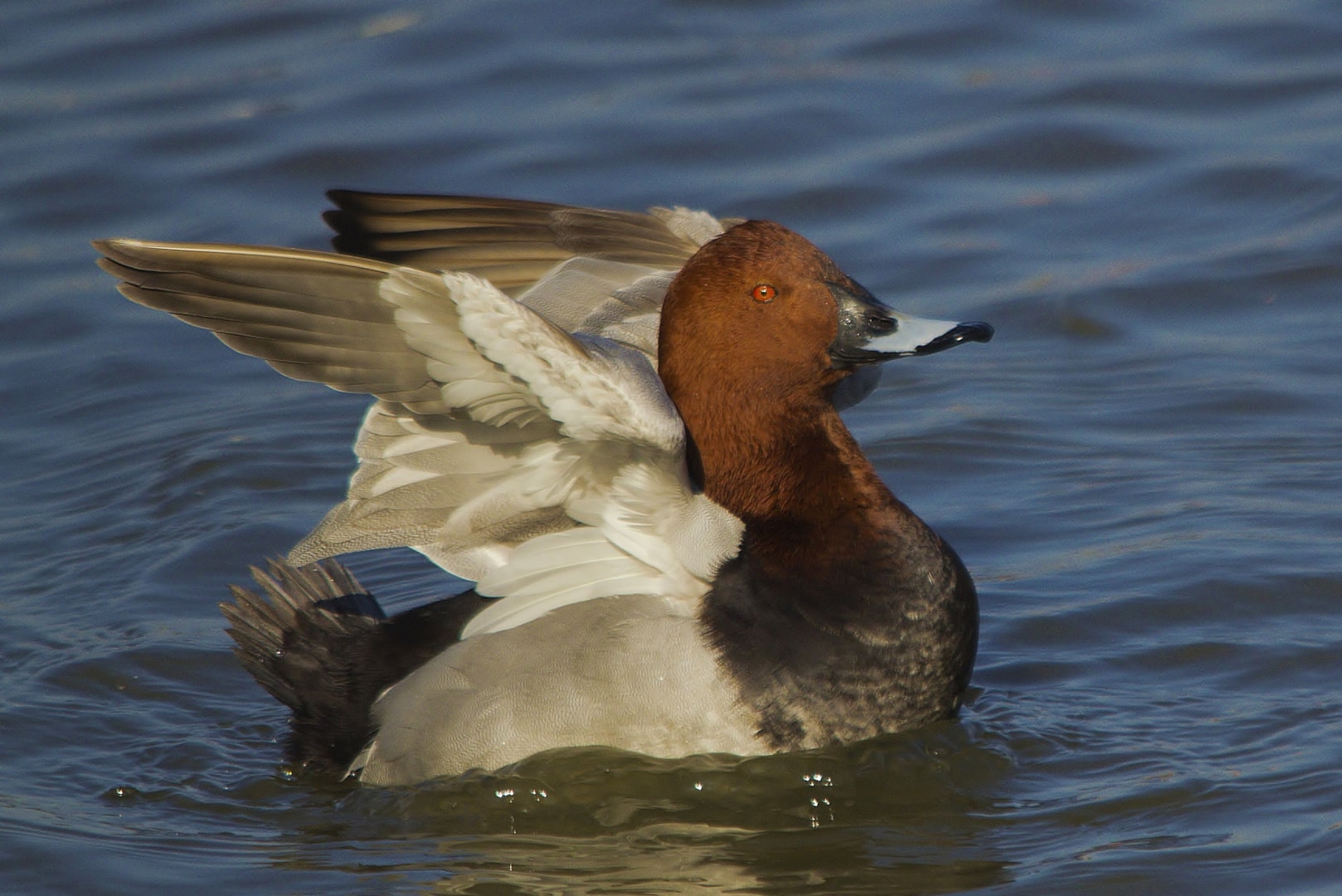 Common Pochard by Mr Clive Daelman - BirdGuides