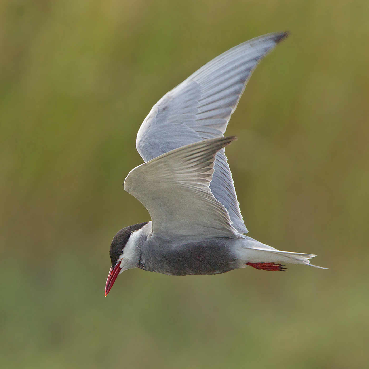 Details : Whiskered Tern - BirdGuides